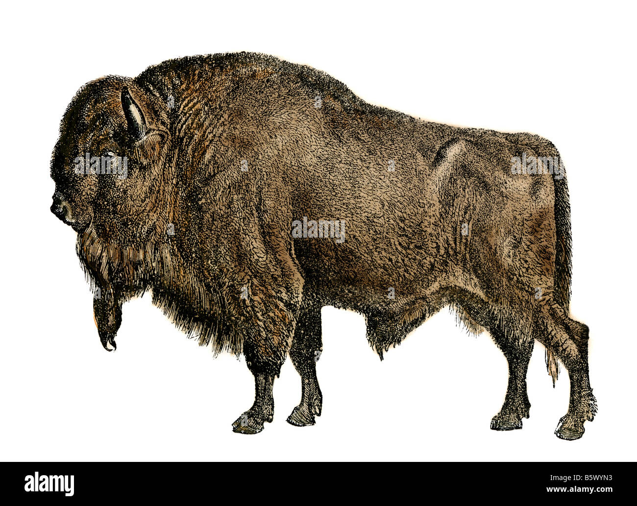 Bison or American buffalo. Hand-colored woodcut Stock Photo - Alamy