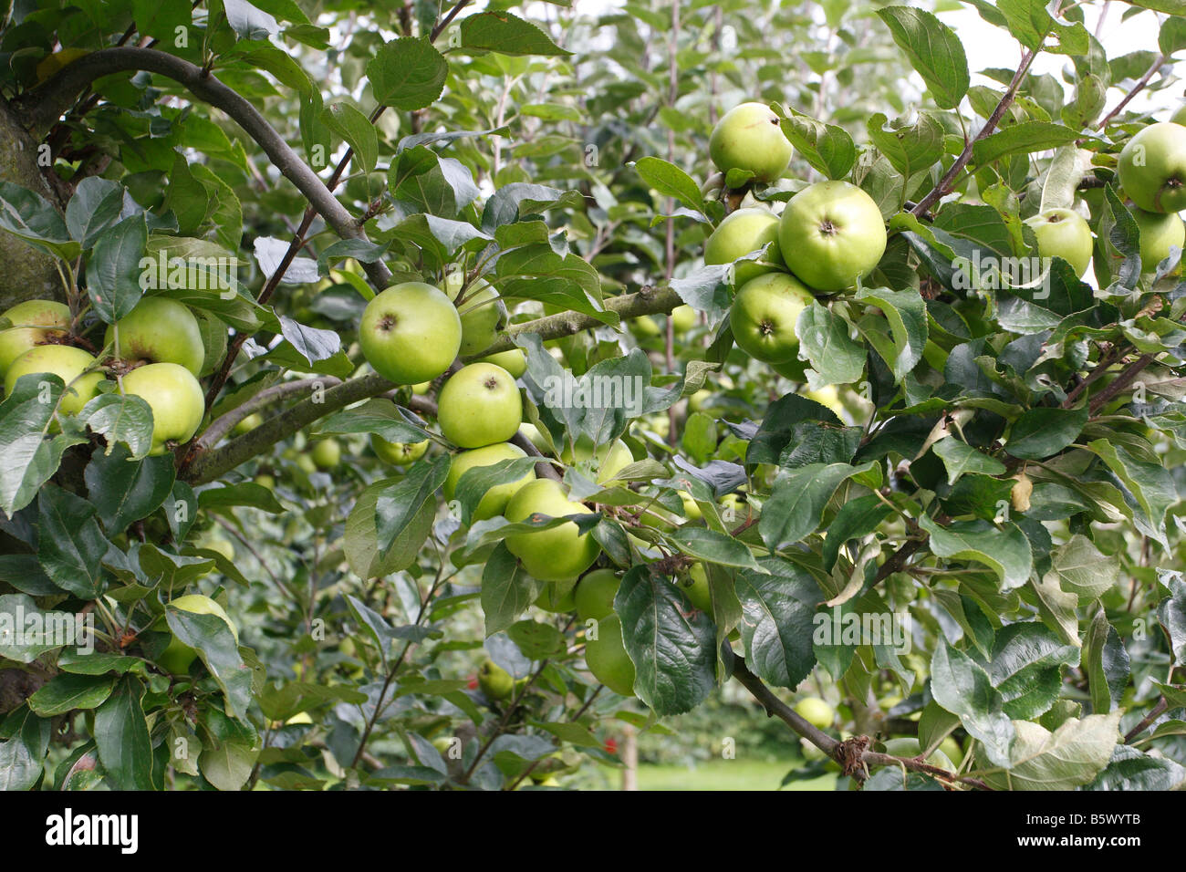 Heavy tree hi-res stock photography and images - Alamy