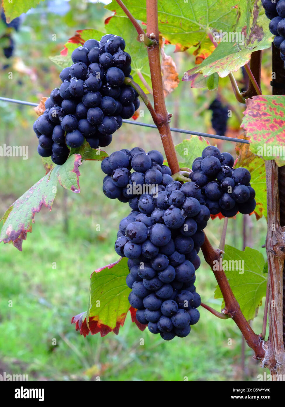 Ripened french grapes Pinot noir in Alsace at Ottrott - Wine road ...