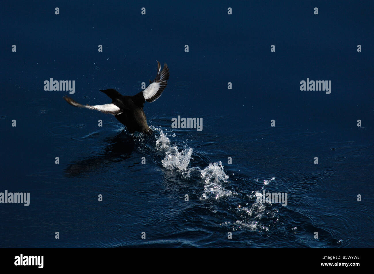 Black guillemot (Cepphus grylle) in flight Stock Photo - Alamy