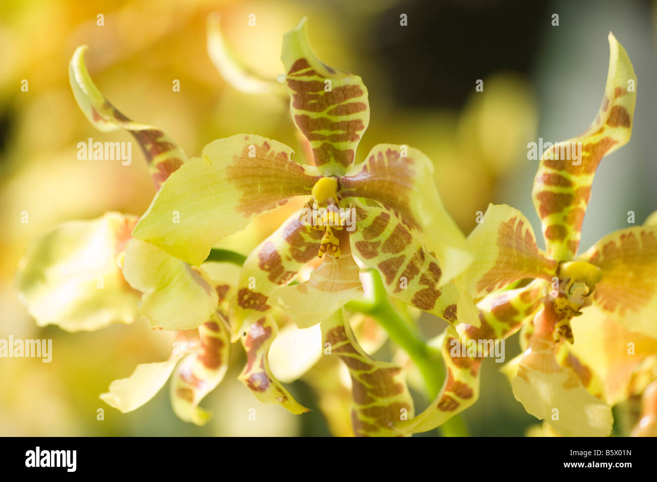 Exotic leafs hi-res stock photography and images - Alamy