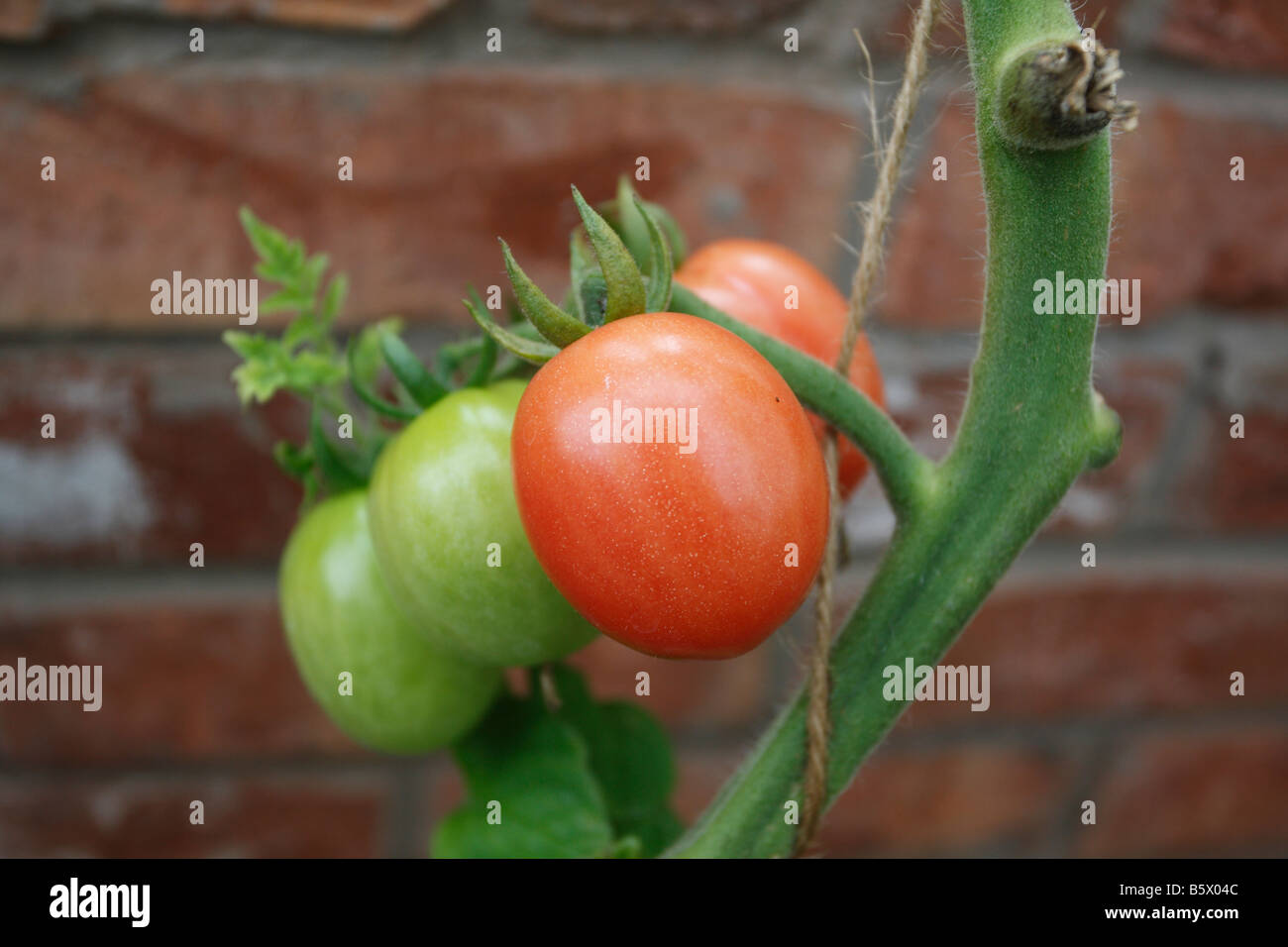 Solanum lycopersicum hi-res stock photography and images - Alamy