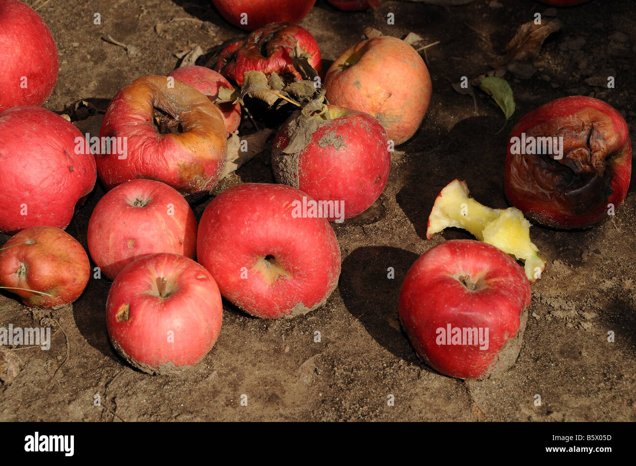 Spoiled apples waste hi-res stock photography and images - Alamy