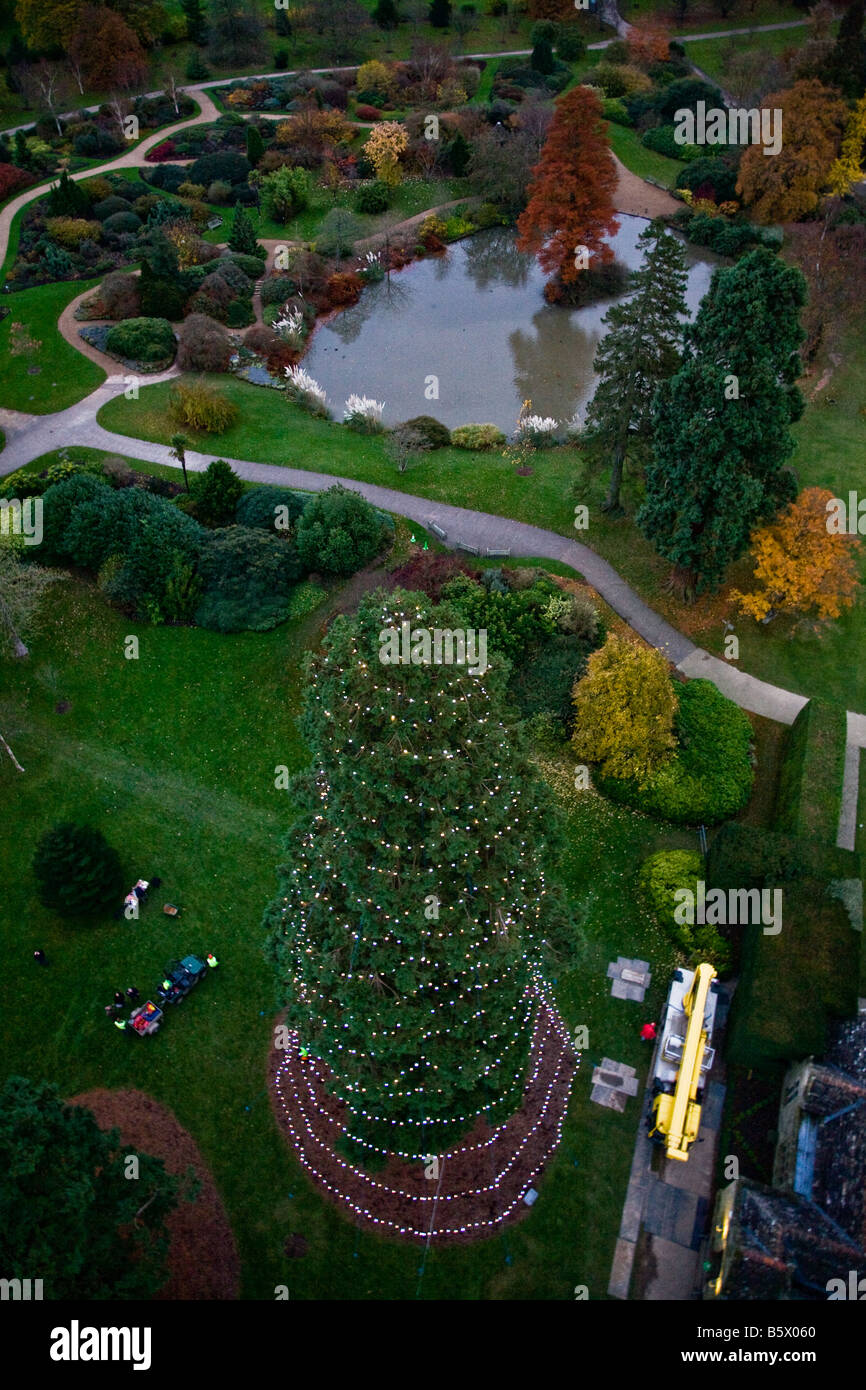 Wakehurst place christmas tree hi-res stock photography and images - Alamy