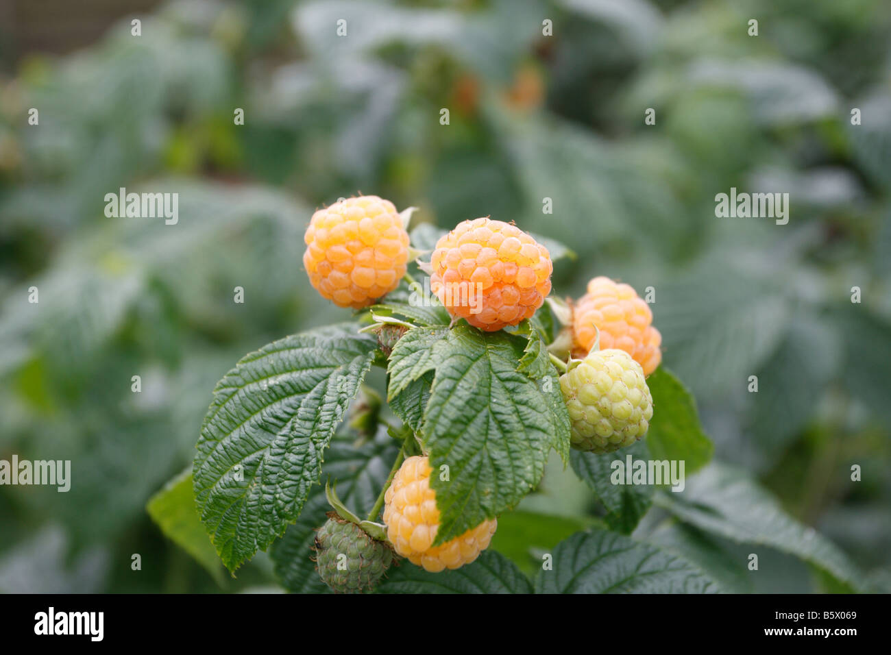 Fallgold hi-res stock photography and images - Alamy
