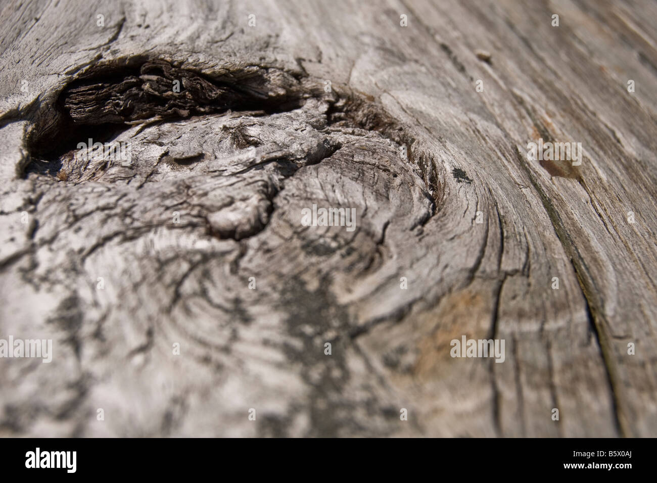 Close up of wood plank with knot Stock Photo - Alamy