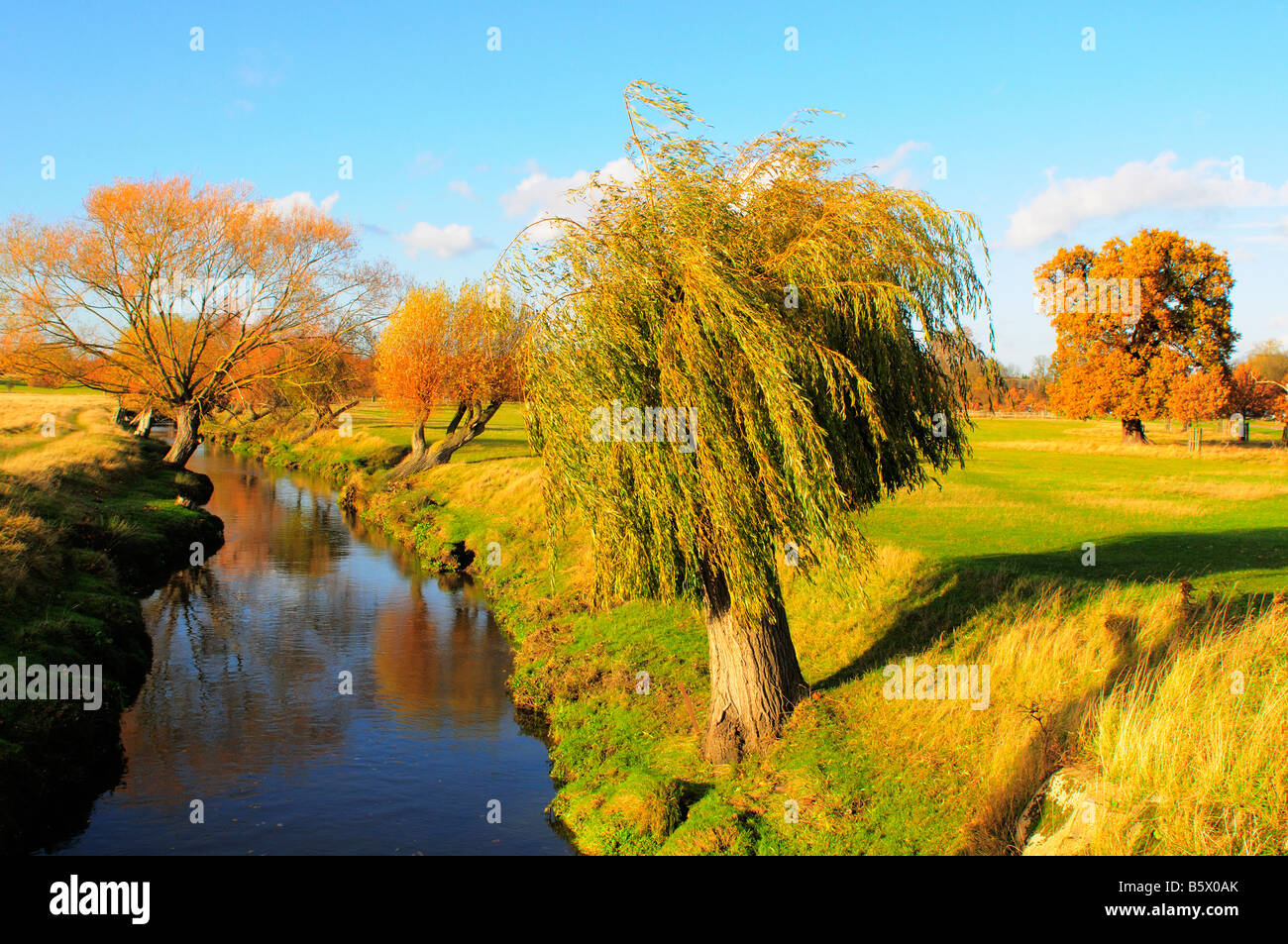 Weeping willow trees along a stream in Richmond Park, Richmond Upon ...