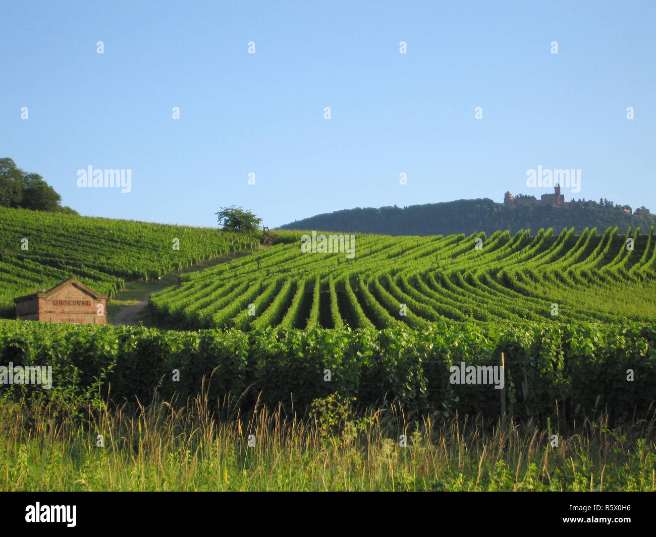 Alsacian vineyard in July at Rorschwihr - Wine road - Route du vin ...