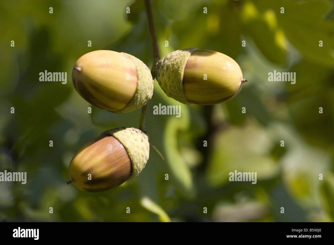 pedunculate oak - acorns / Quercus robur Stock Photo - Alamy