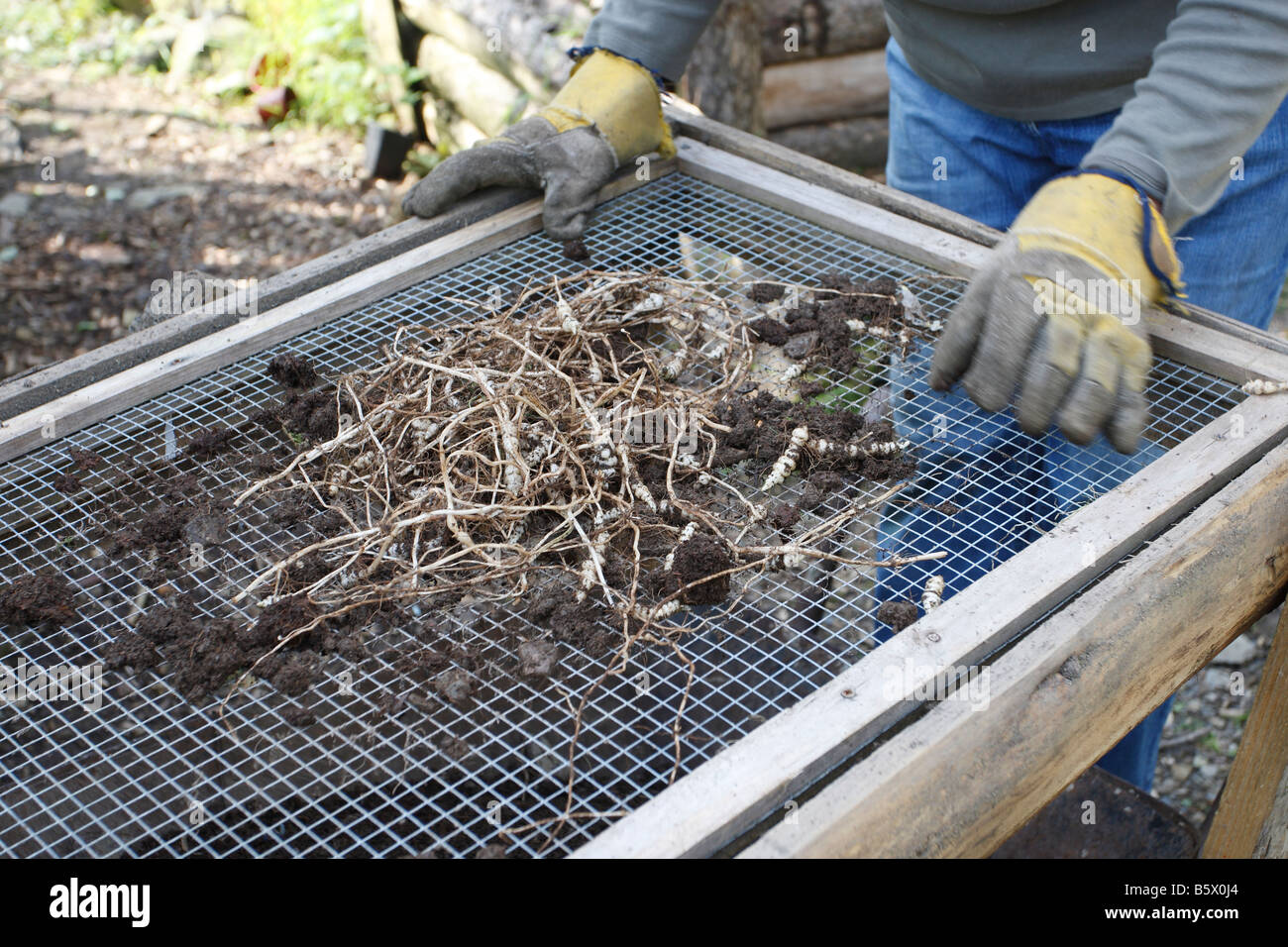 HARVESTING CHINESE ARTICHOKES SEPARATE OUT THE SOIL AND ROOTS ON A ...