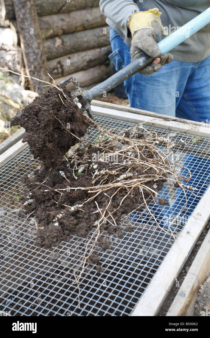 Soil sieve hi-res stock photography and images - Alamy