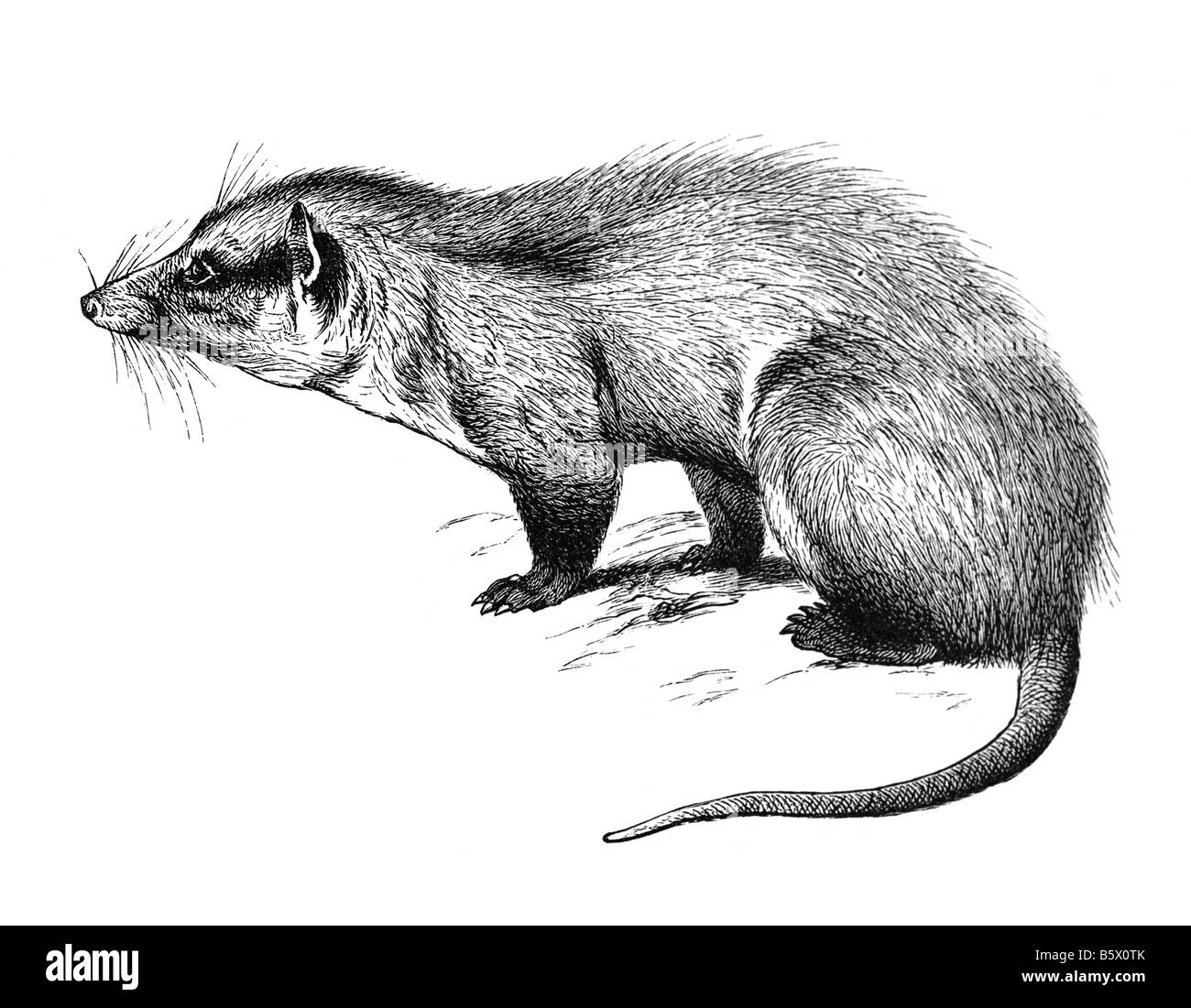Opossum Cut Out Stock Images & Pictures - Alamy