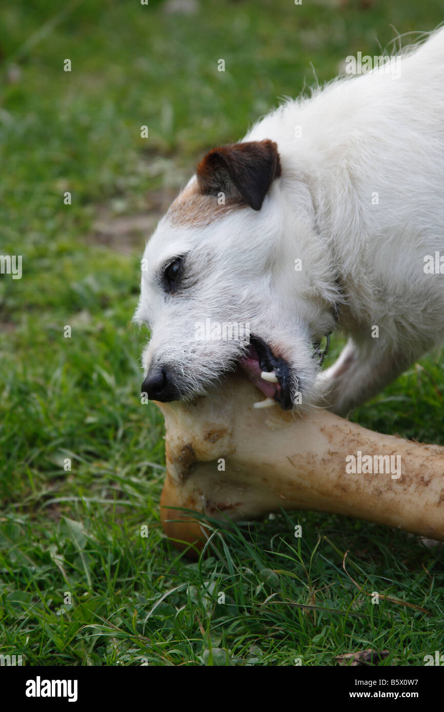 JACK RUSSEL EATING LARGE BONE CLOSE UP Stock Photo - Alamy