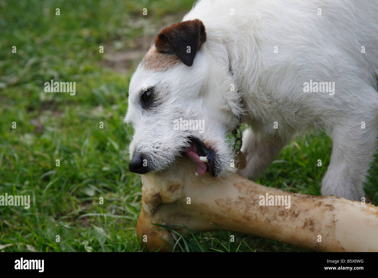 JACK RUSSEL EATING LARGE BONE CLOSE UP Stock Photo - Alamy