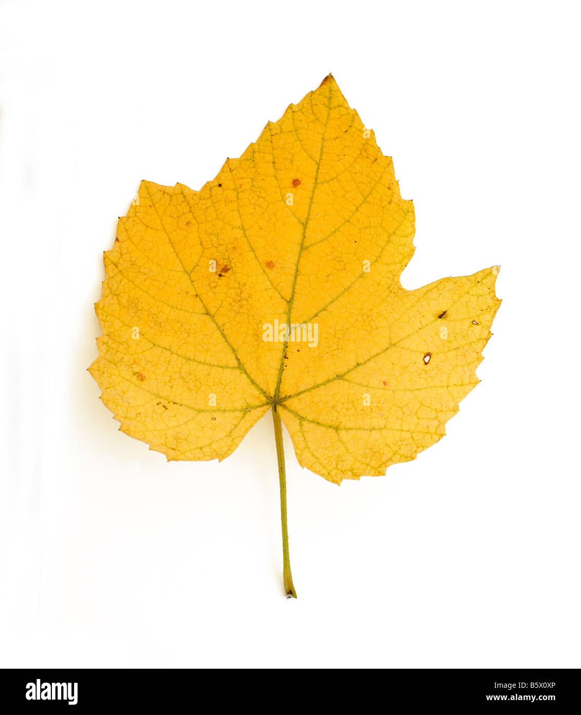 Colored fall autumn oak leaves Cut Out Stock Images & Pictures - Alamy