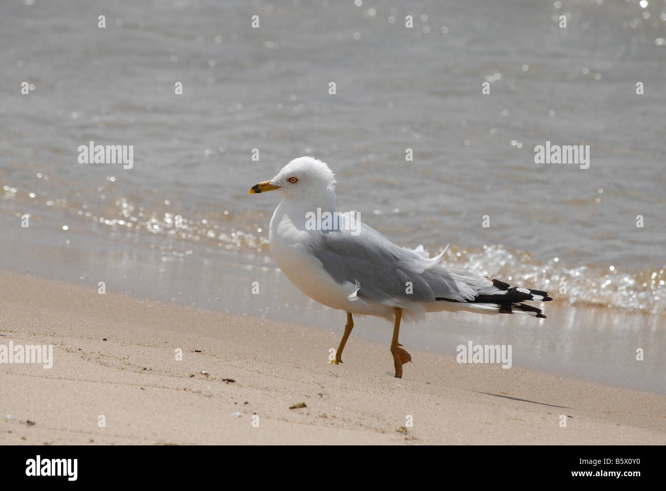 A seagull walking on the beach at the edge of the water Stock Photo - Alamy