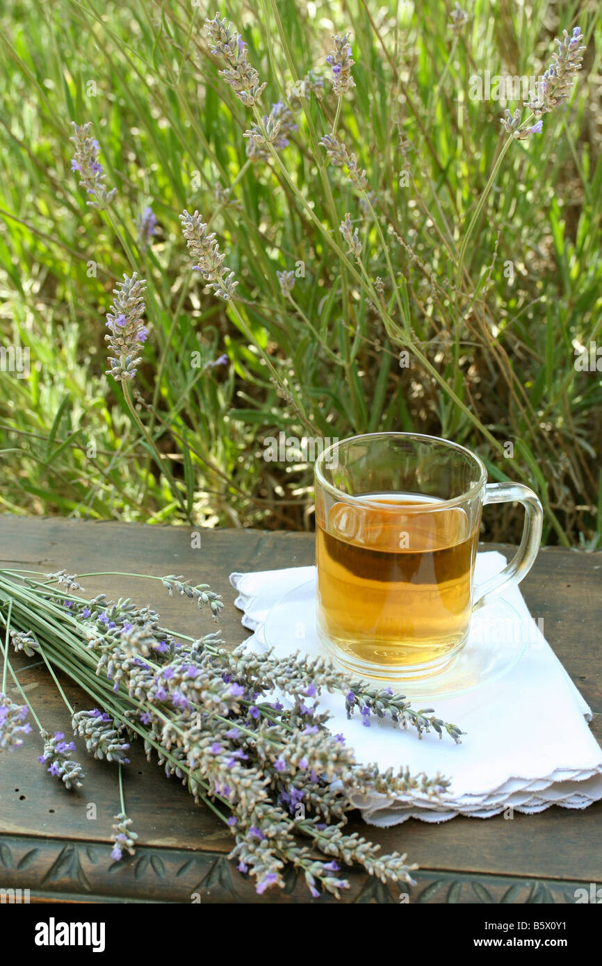 Lavender infusion (Lavandula officinalis Stock Photo - Alamy