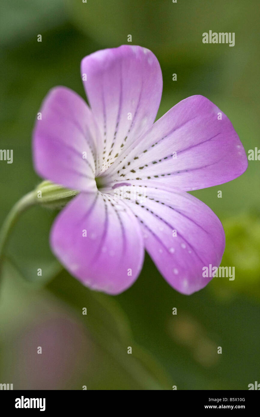 corn cockle - blossom / Agrostemma githago Stock Photo - Alamy