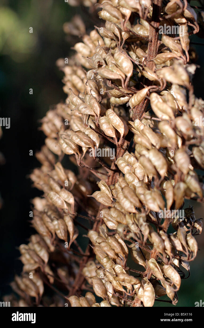 ACTAEA RACEMOSA AGM SEEDHEADS SYN CIMICIFUGA RACEMOSA Stock Photo - Alamy