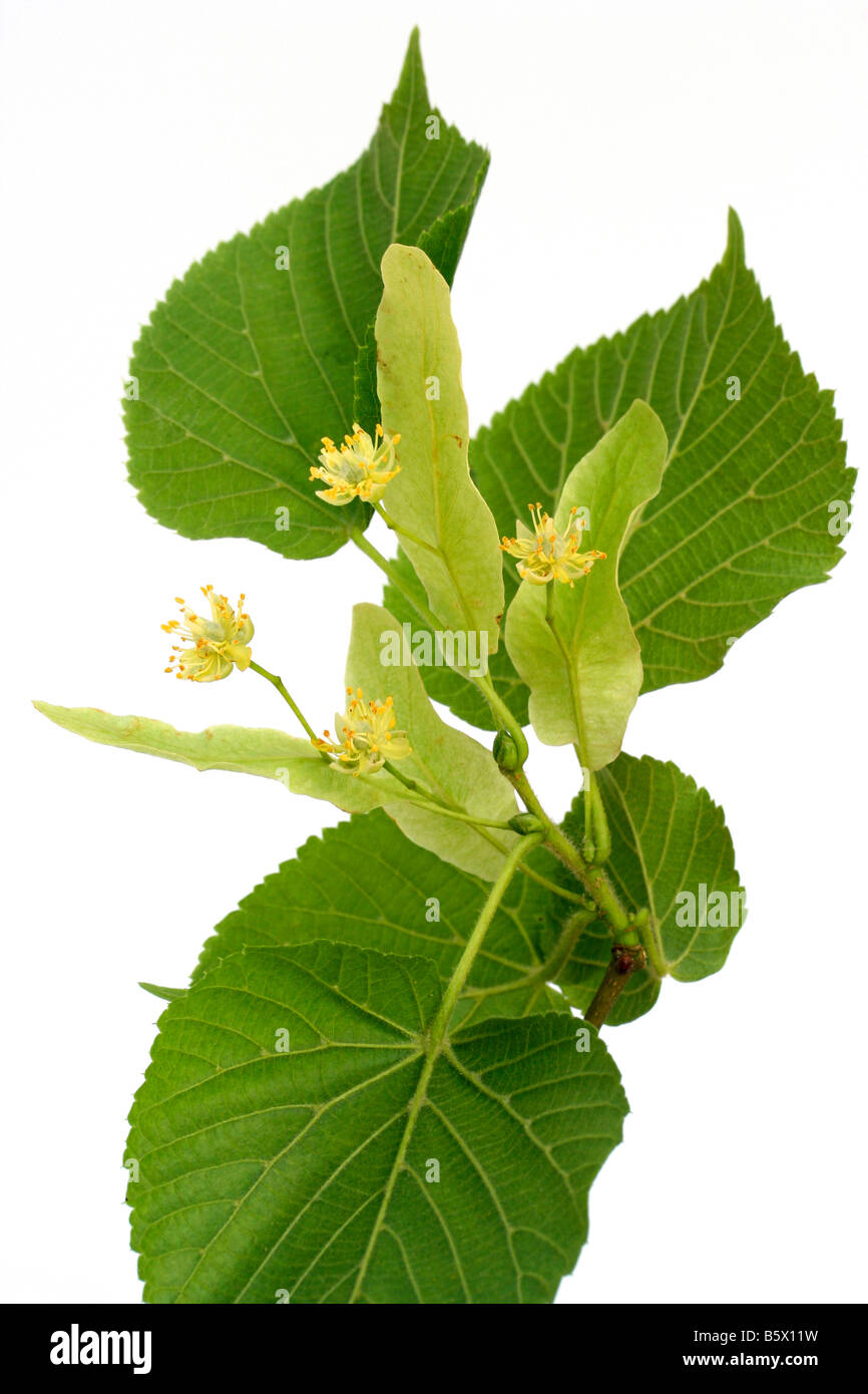 Common lime tree linden Tilia platyphyllos cordata Stock Photo - Alamy