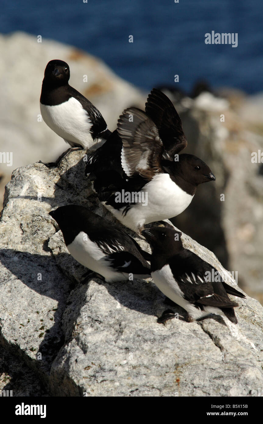 Little auk alle alle group hi-res stock photography and images - Alamy