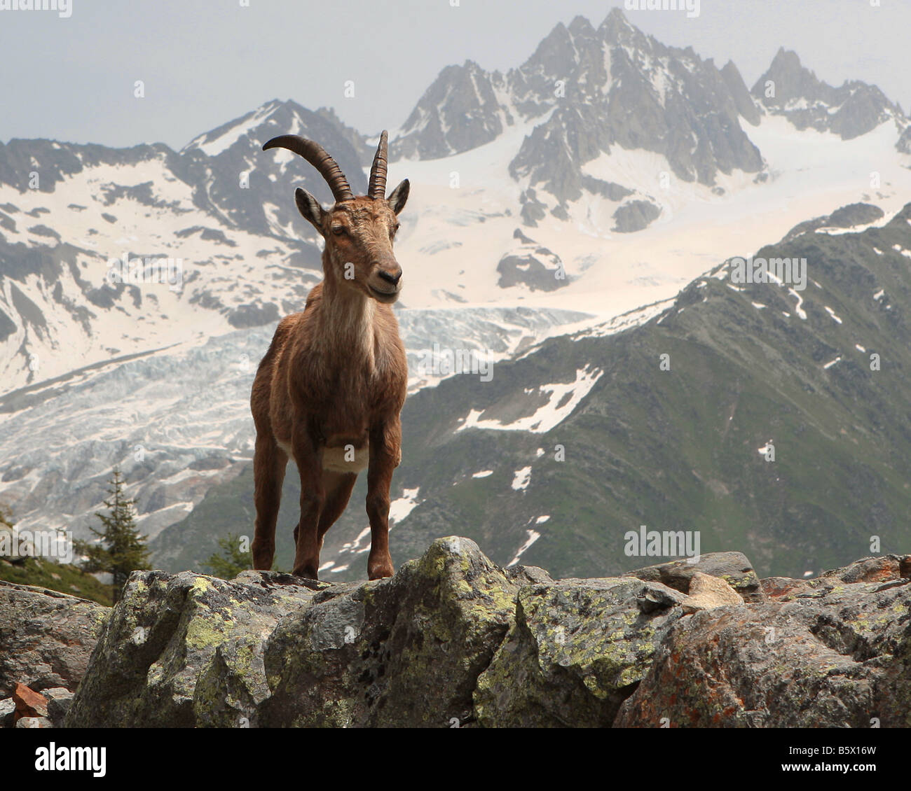 Alpine Ibex in the Aiguilles Rouges with the Argentiere glacier in the ...