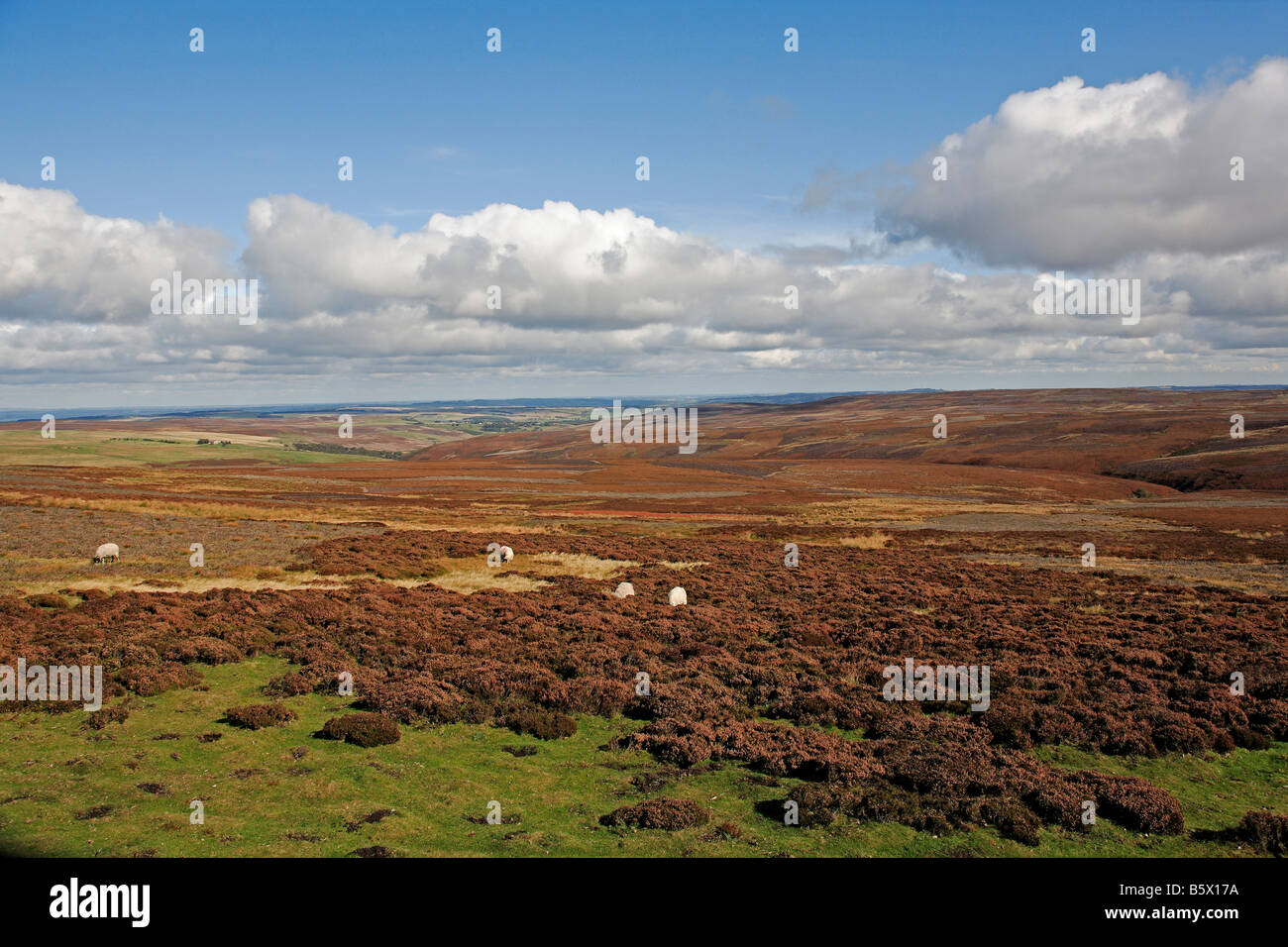 Stanhope durham hi-res stock photography and images - Alamy