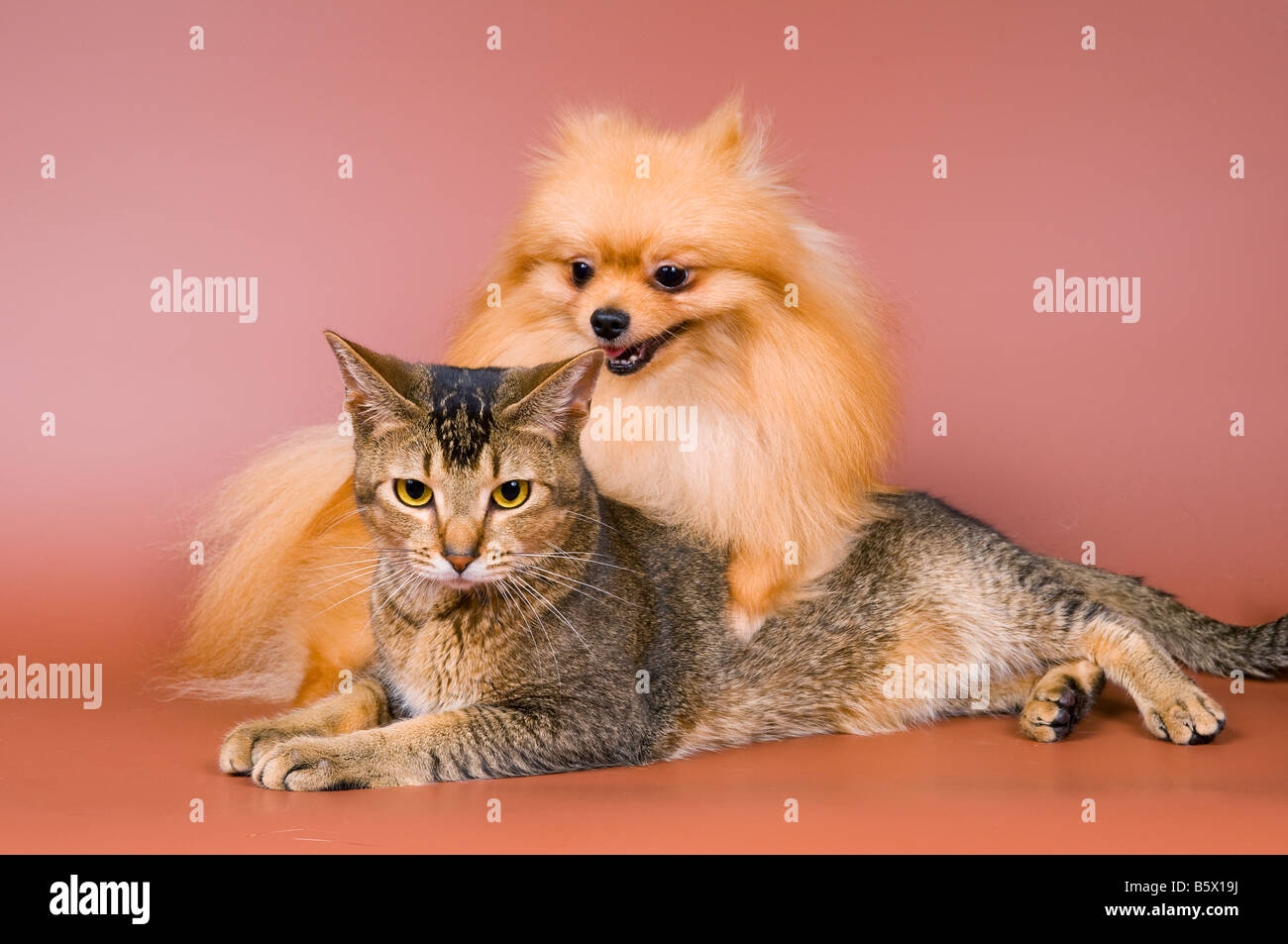 The spitz-dog and cat in studio Stock Photo - Alamy