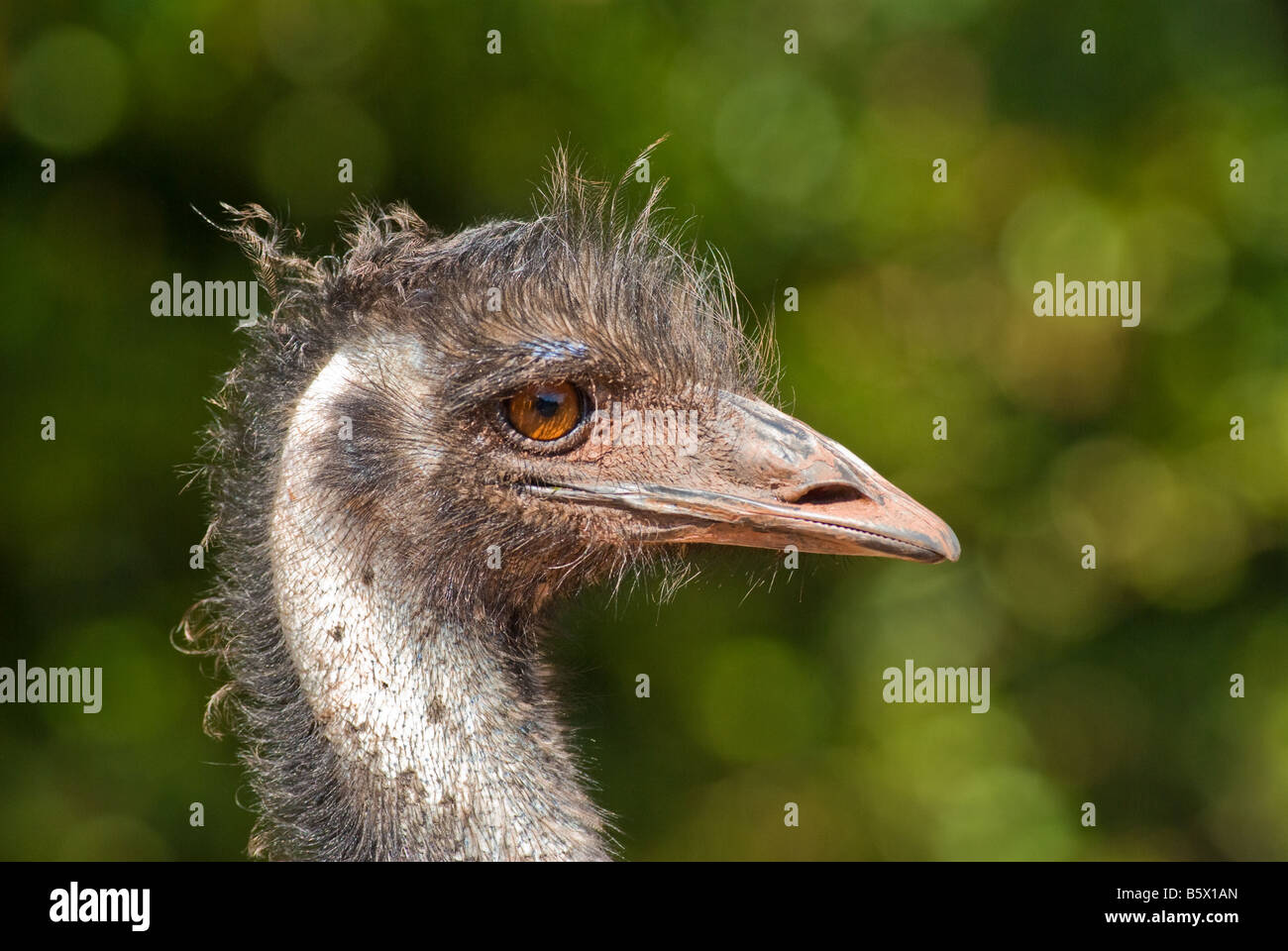 Smiling Emu