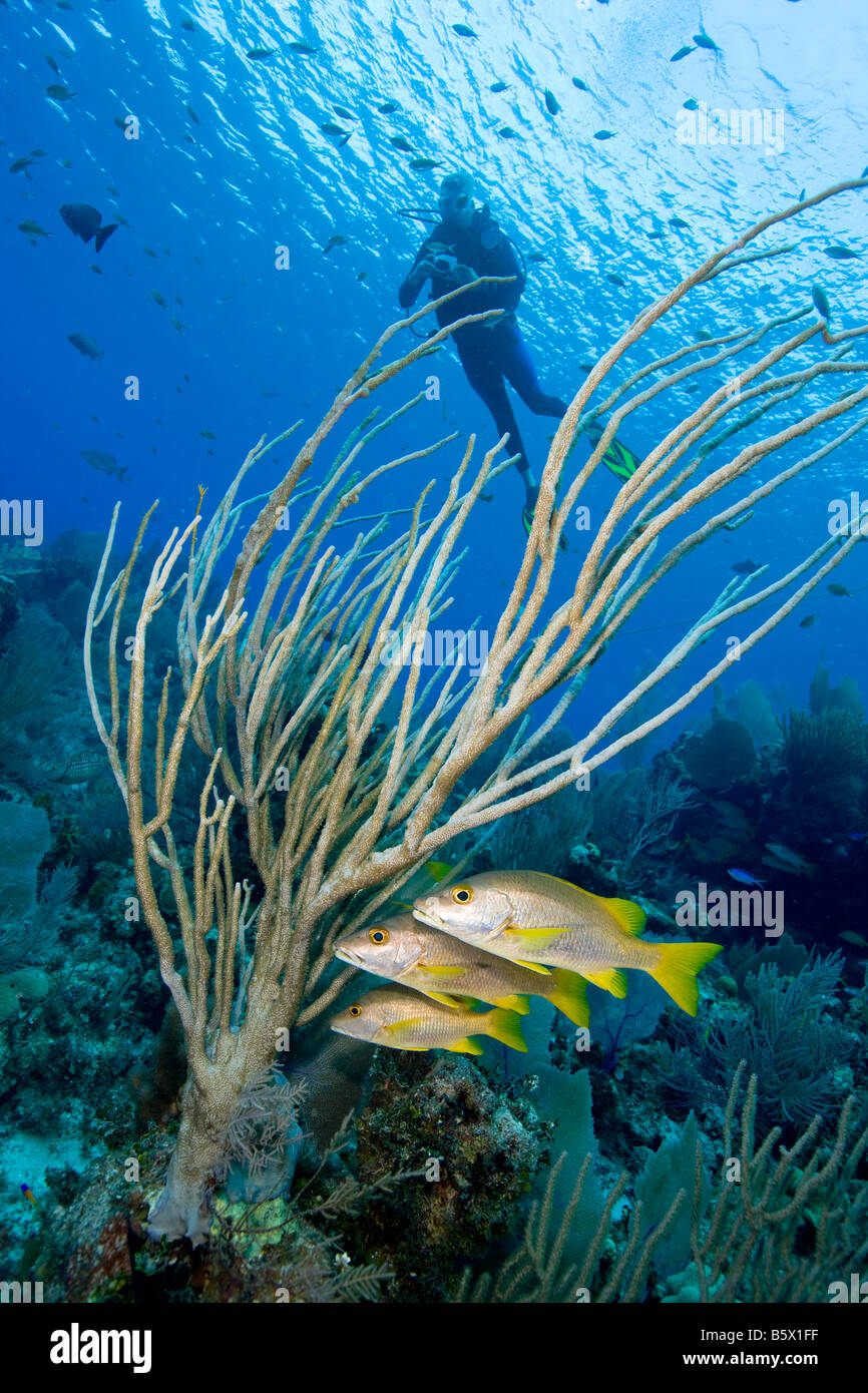 Schoolmaster snapper and Sea rod, Cayman Islands Stock Photo - Alamy