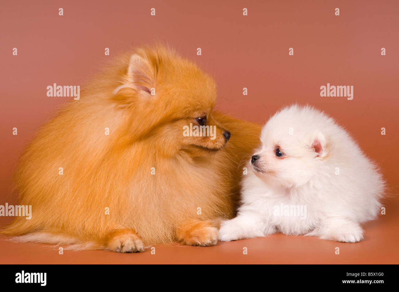 The daddy and its puppy Stock Photo - Alamy