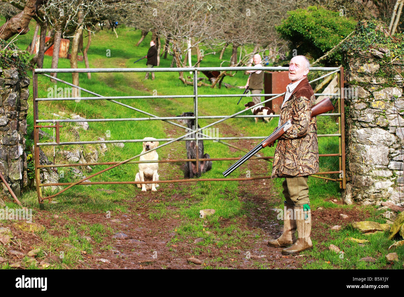 Three huntsmen with shotguns and working dogs line of guns wait for ...