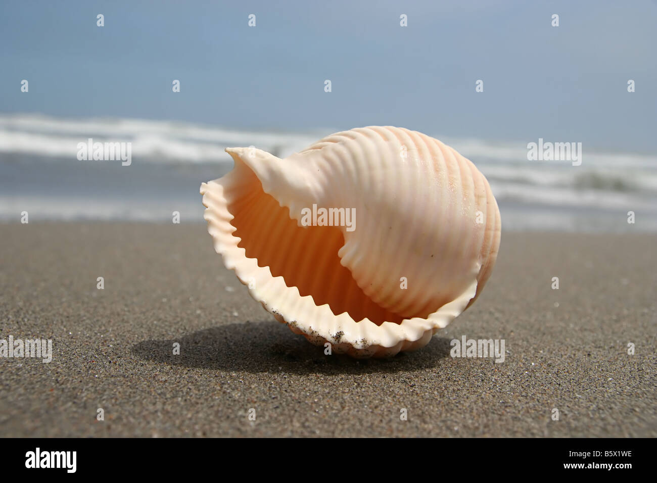 Close up of a conch shell at a peruvian beach Beautiful Details and ...
