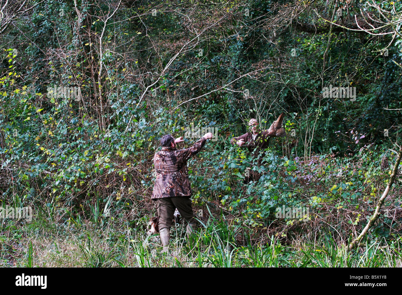 Two beating driven game bird hunters throw shot dead pheasant over ...