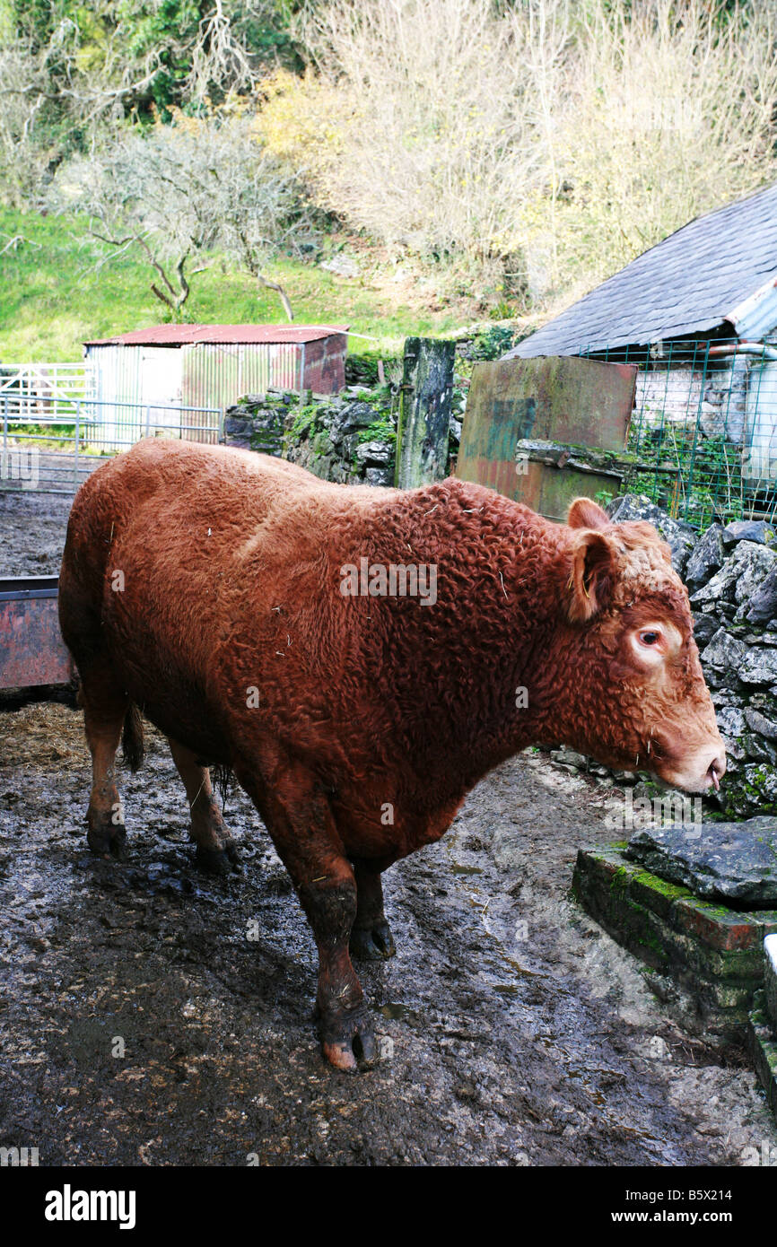 A full grown adult pedigree South Devon Bull cow with typical metal ...
