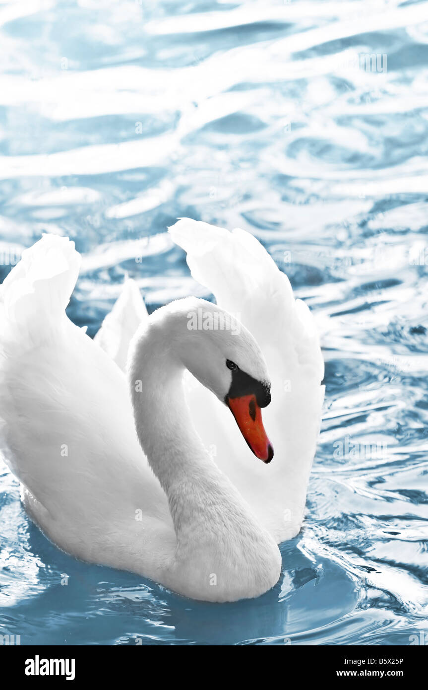 Beautiful white swan with raised wings on blue water Stock Photo - Alamy