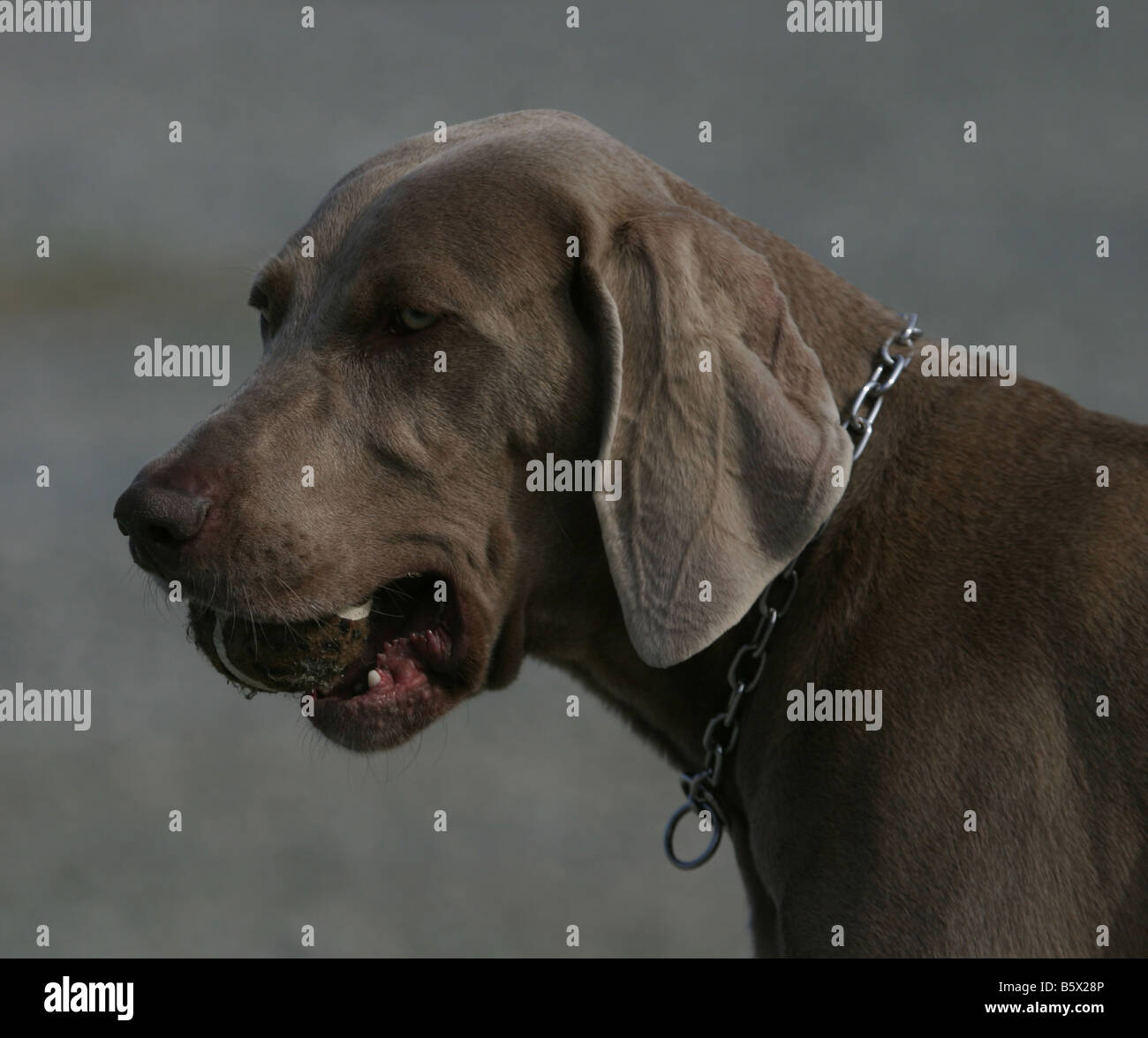 Weimaraner with tennis ball Stock Photo - Alamy