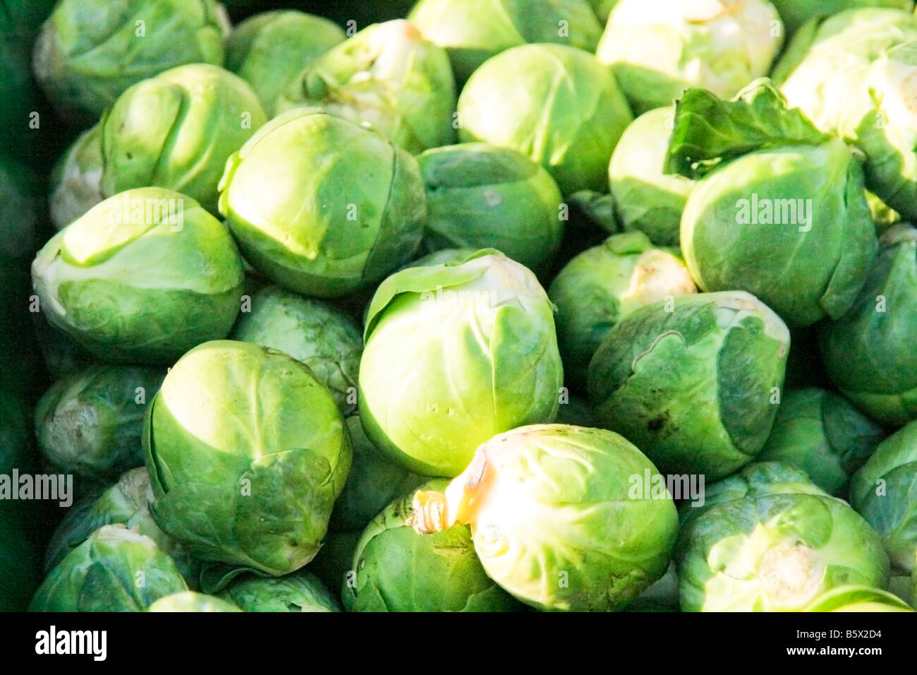 a display of sprouts in a market Stock Photo - Alamy