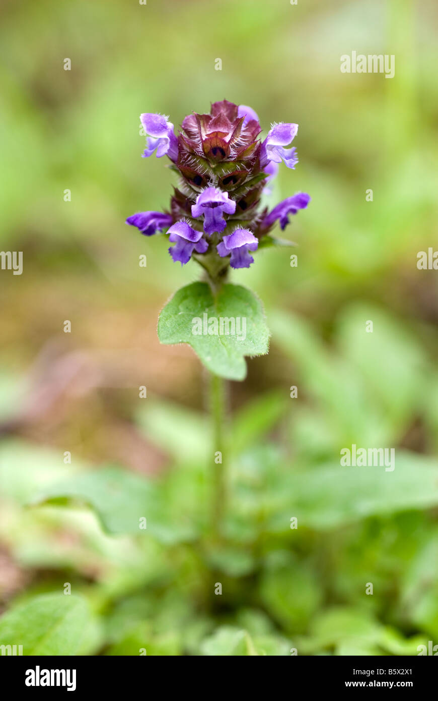 Self Heal, Prunella vulgaris Stock Photo - Alamy