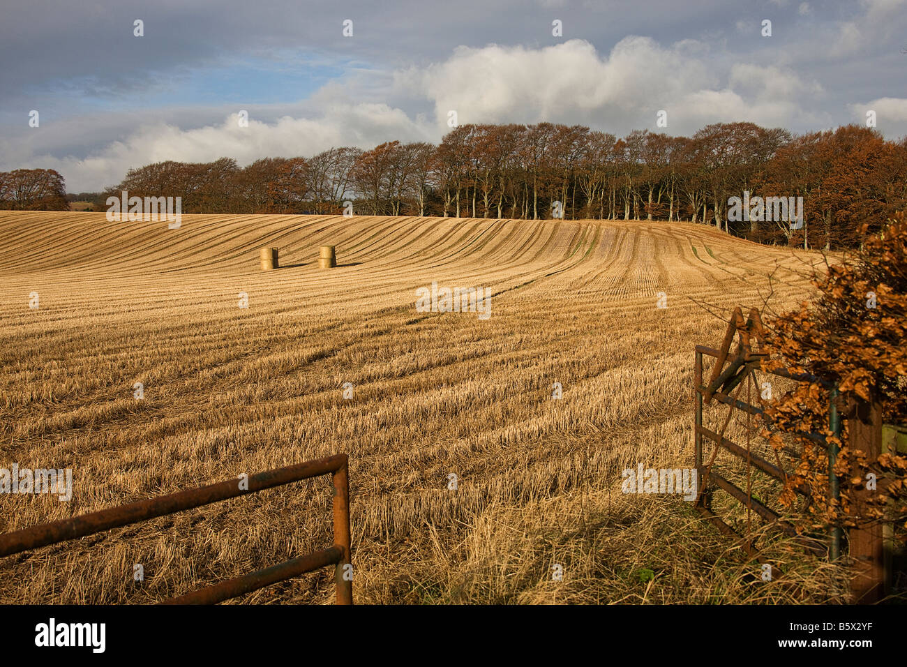Open fields. The Borders. Scotland Stock Photo - Alamy