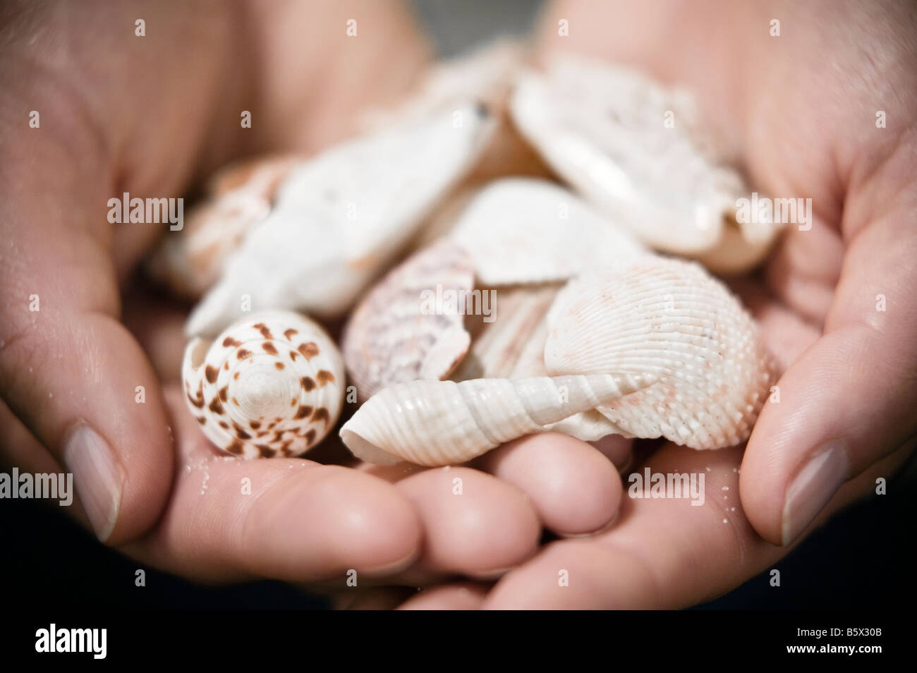 sea shells in clasped hands Stock Photo - Alamy