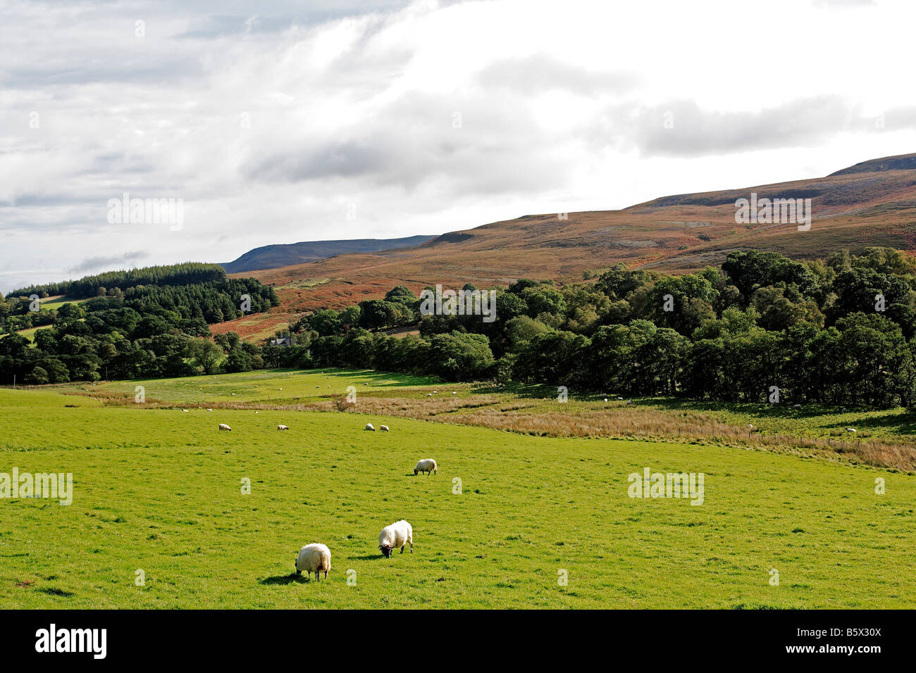 Cheviot hills northumberland uk hi-res stock photography and images - Alamy
