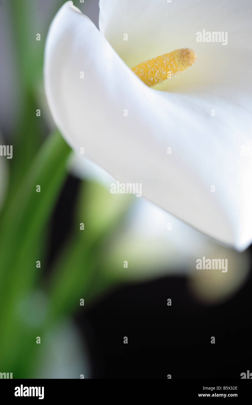 Calla Arum Lily Stock Photo - Alamy