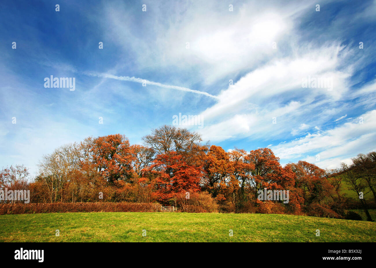 Devon copse in autumn hi-res stock photography and images - Alamy