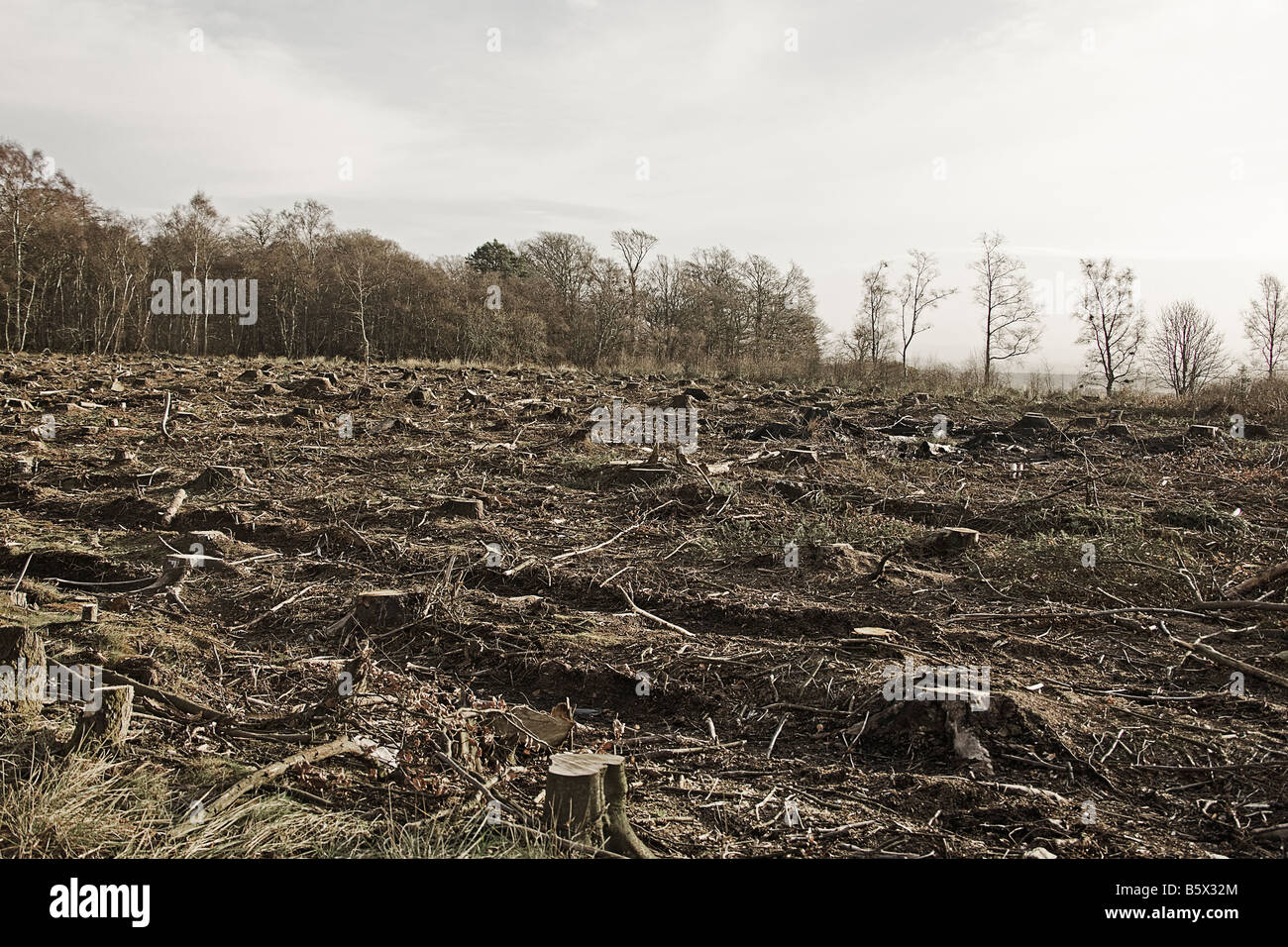 Felling trees.The Borders.Scotland Stock Photo - Alamy