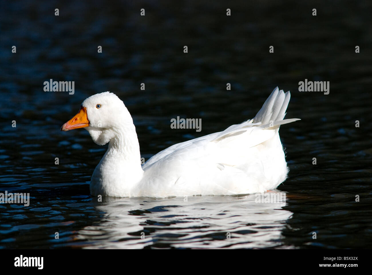 Roman goose hi-res stock photography and images - Alamy