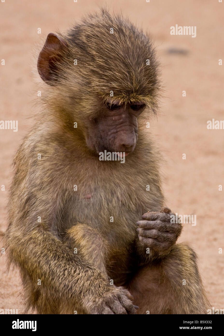 A baby baboon examining finger nails Stock Photo - Alamy
