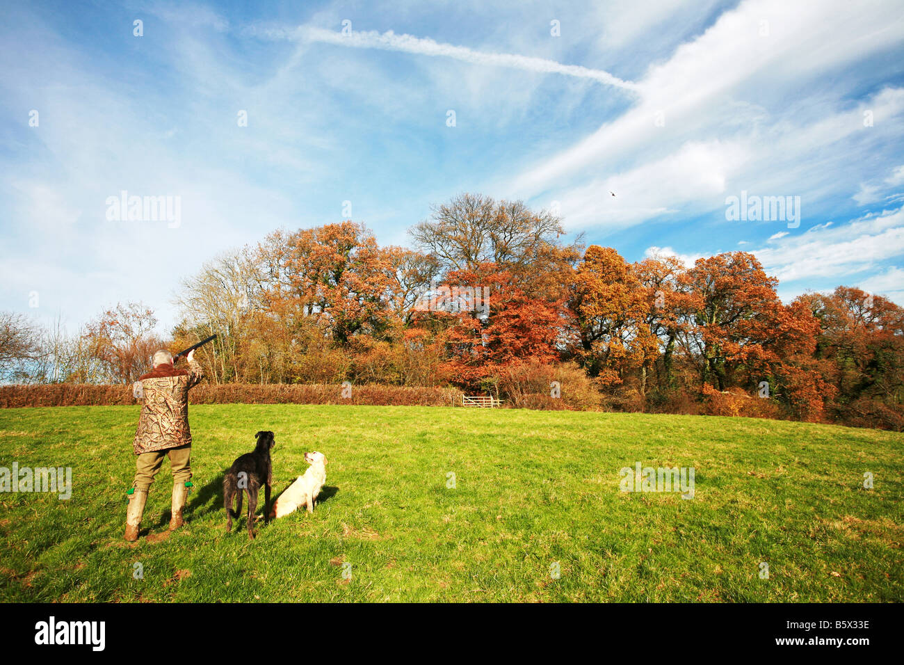 Game bird hunter fires shot gun skywards at beaten flying pheasant out ...