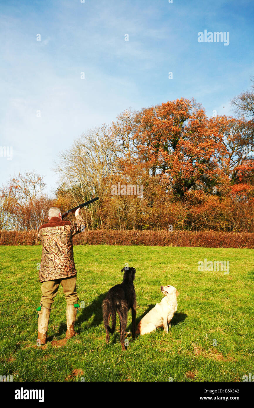 Game bird hunter fires shot gun skywards at beaten flying pheasant out ...