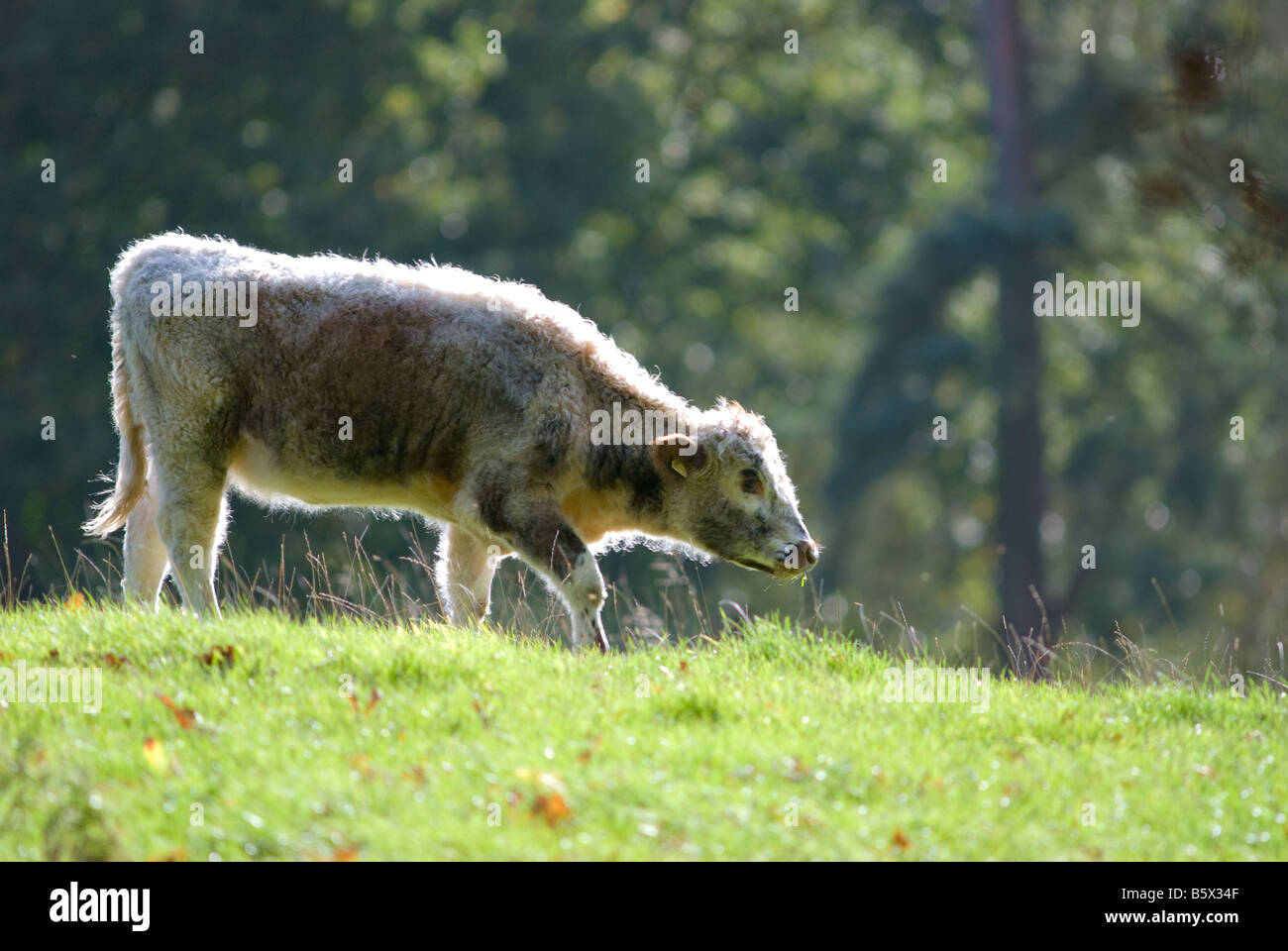 Friesian calf hi-res stock photography and images - Alamy